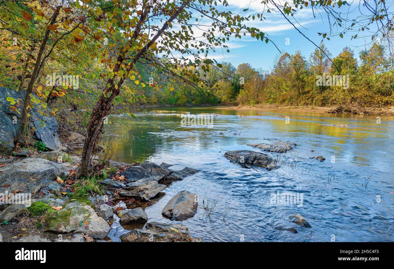 River birch trees (Betula nigra) arching over a riffle in the Rivanna ...
