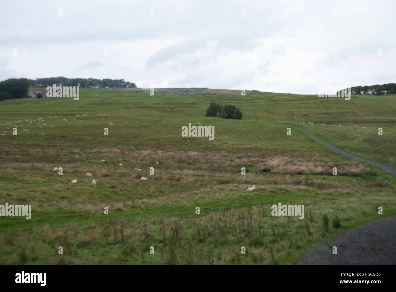Flock of sheep in field near Housesteads Roman Fort, near Hexham ...