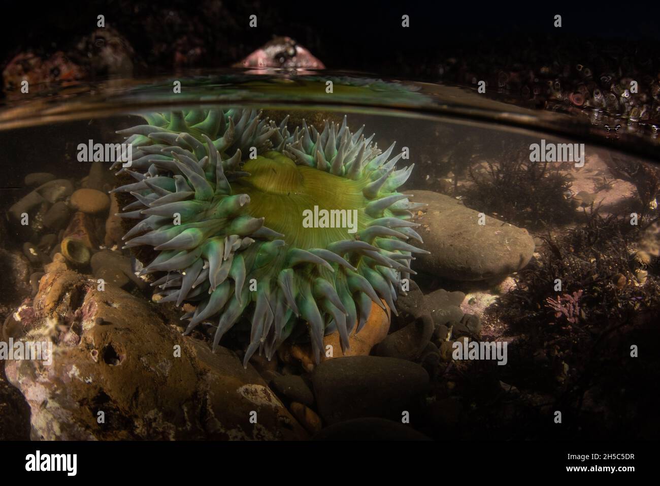 A giant green anemone, Anthopleura xanthogrammica, from a tidepool at ...