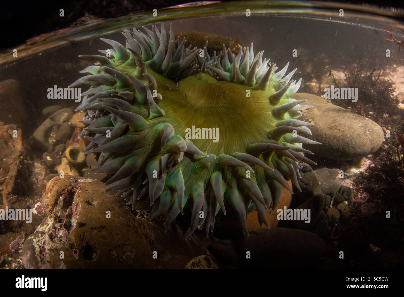 A giant green anemone, Anthopleura xanthogrammica, from a tidepool at ...
