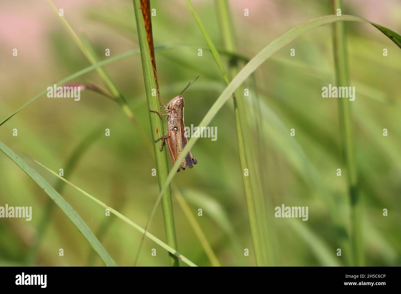 Closeup of a small grasshopper on a grass against a blurred background ...
