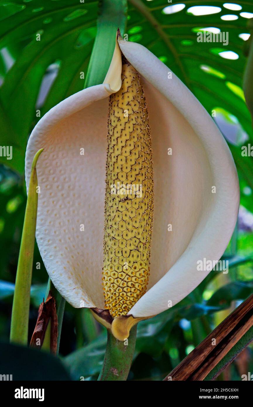 Swiss cheese plant flower (Monstera deliciosa Stock Photo - Alamy