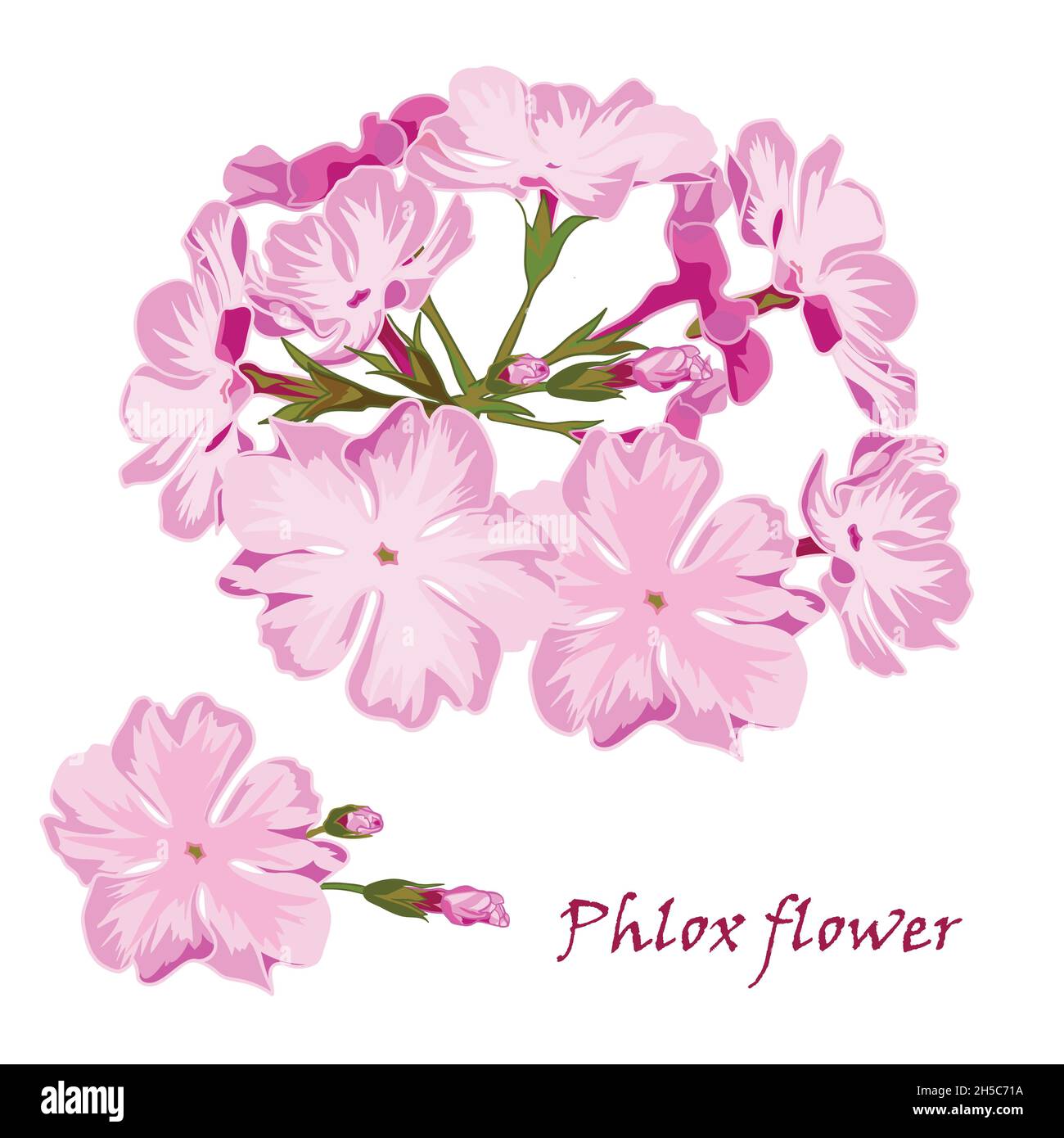 Flowers plants in nursery Cut Out Stock Images & Pictures - Alamy