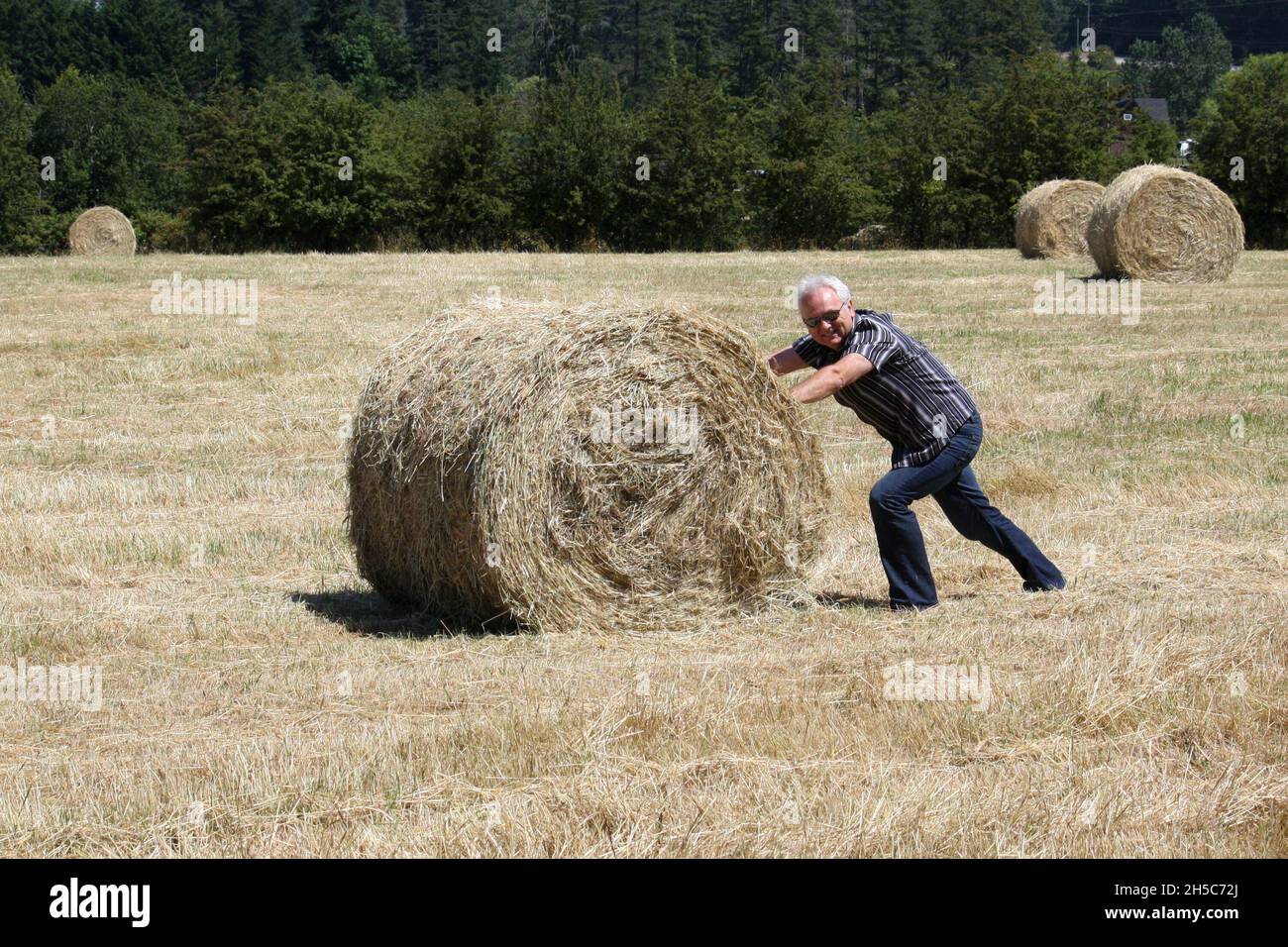 Man pushing a Hay bale in a field, Canada Stock Photo - Alamy