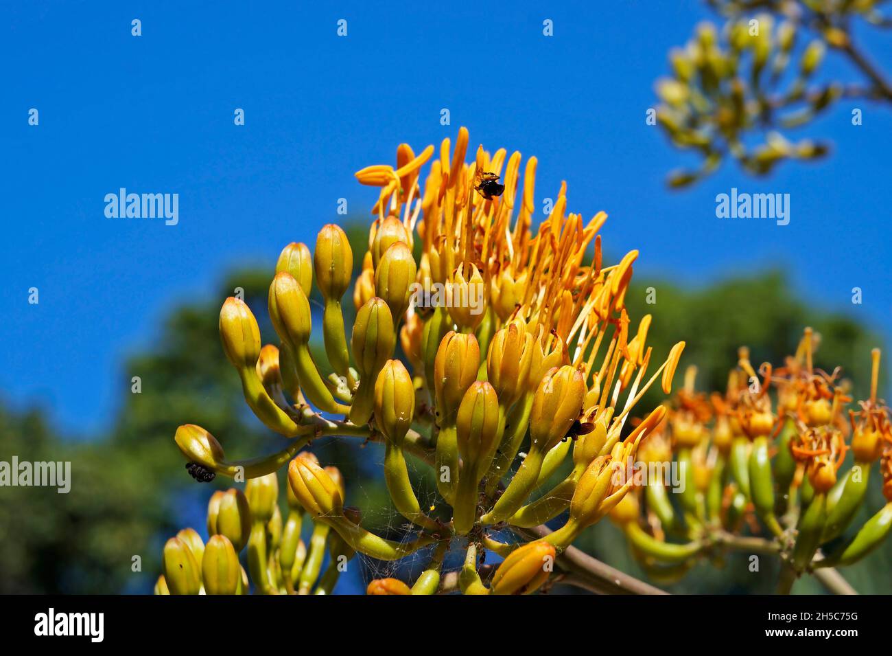 Desert inflorescence hi-res stock photography and images - Alamy