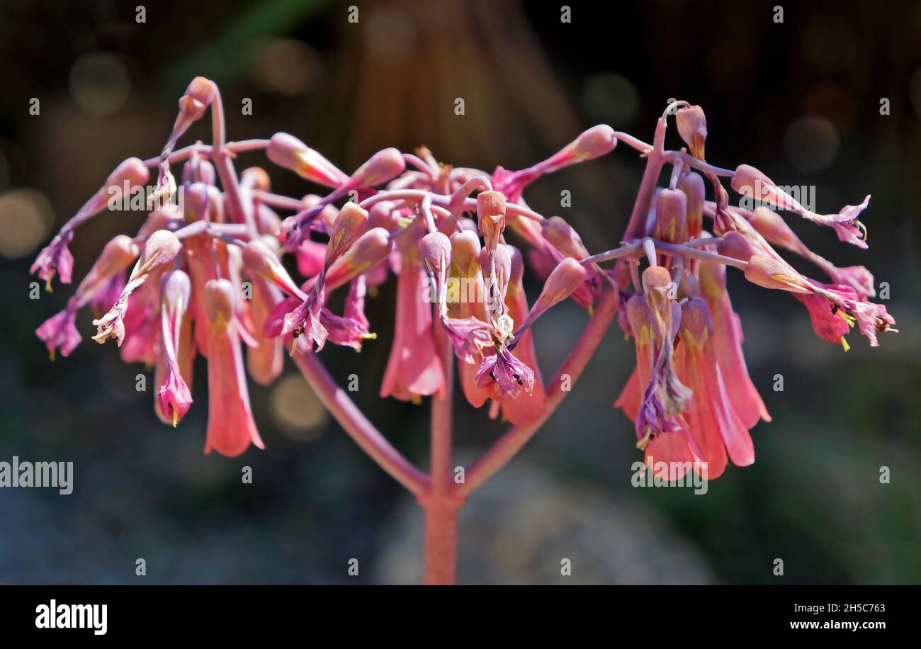 Bryophyllum Daigremontianum