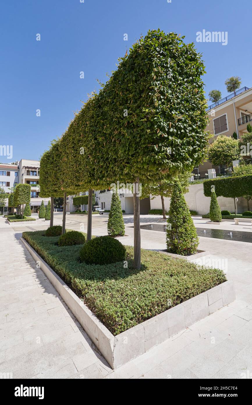 Shaped trimmed tree of rectangular shape in the European city of Tivat ...