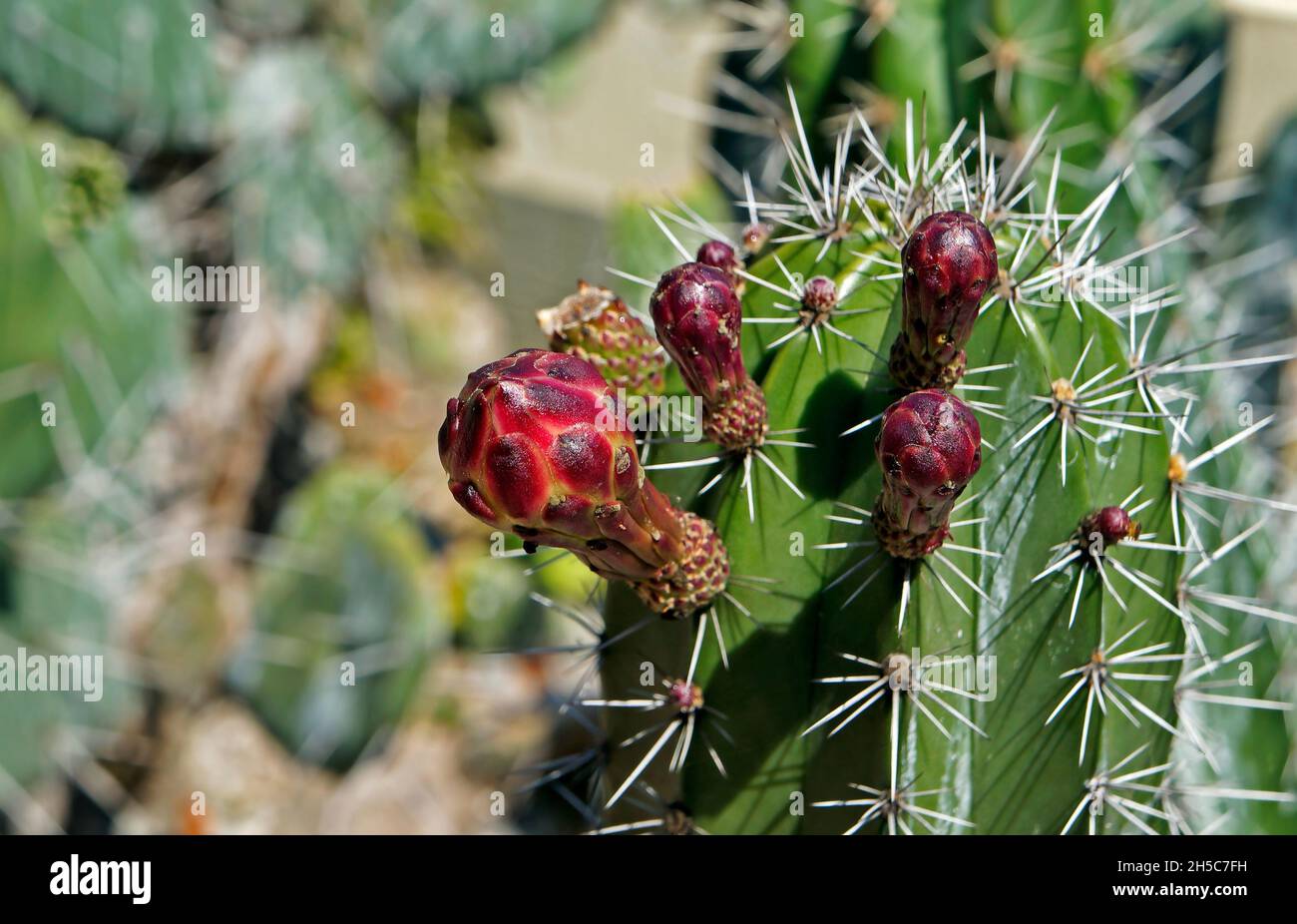 Budding cactus hi-res stock photography and images - Alamy