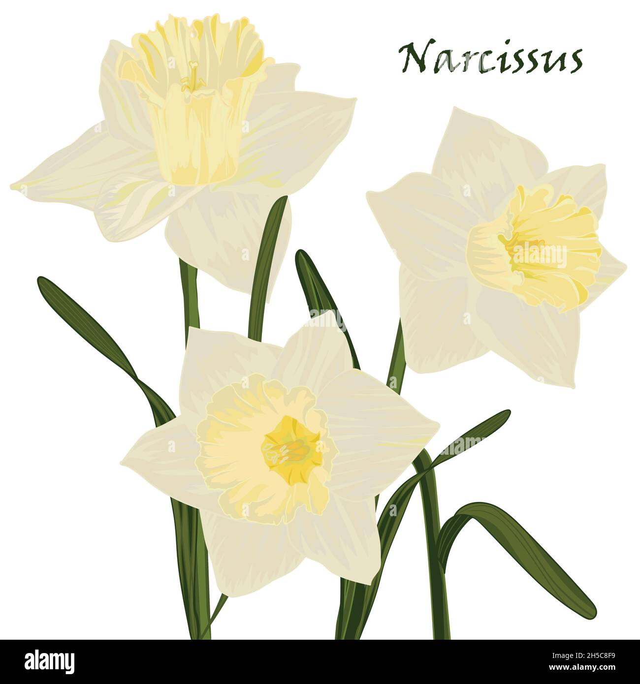 Beautiful hand-drawn bouquet of daffodils in a natural color Stock ...
