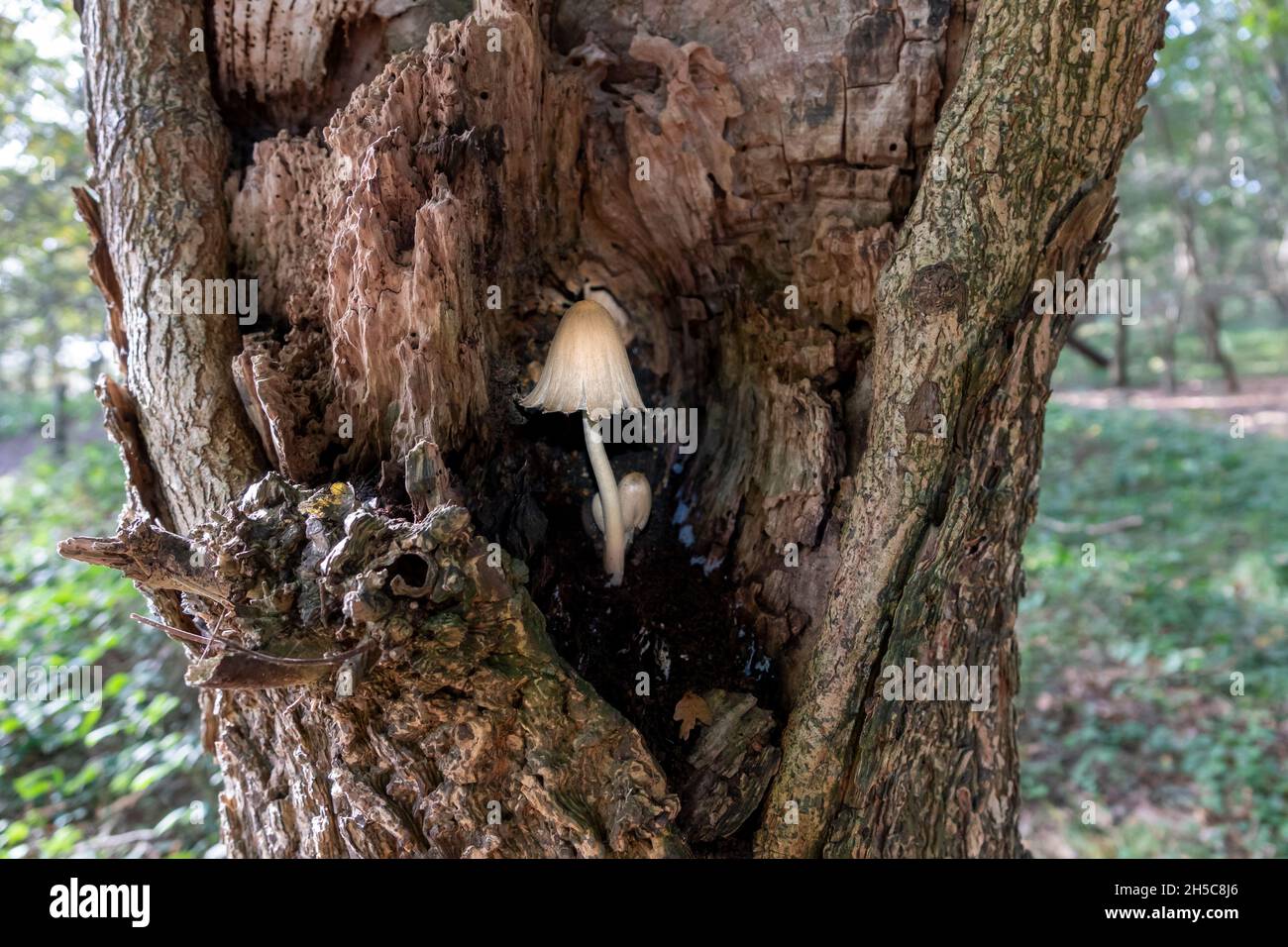 Campanulate capped fungi growing within a rotted tree cavity Stock ...
