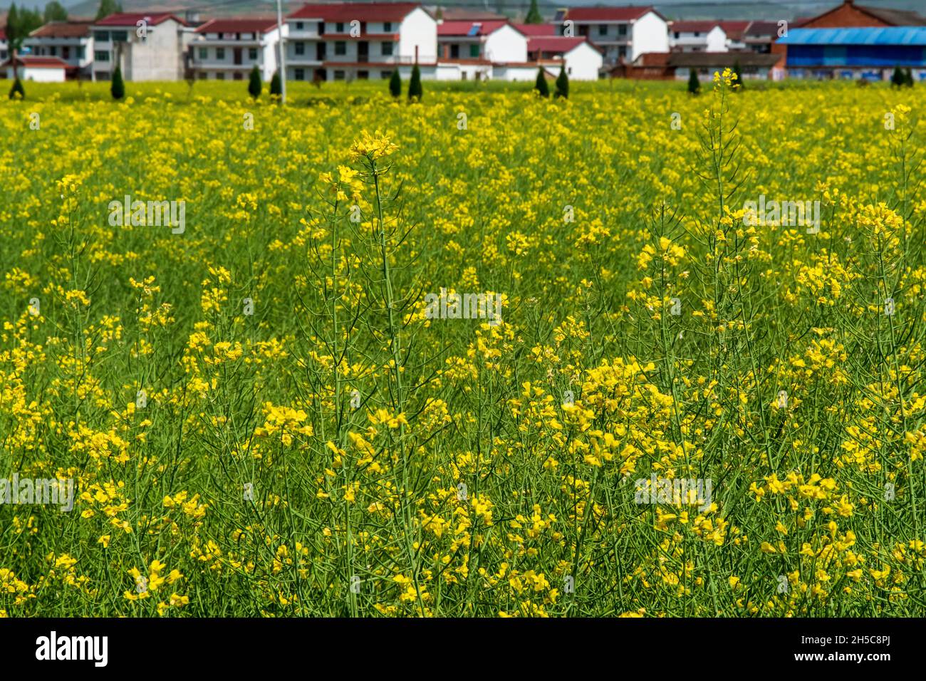 Rapeseed (Canola) fields in bloom in Shaanxi Province, China Stock ...