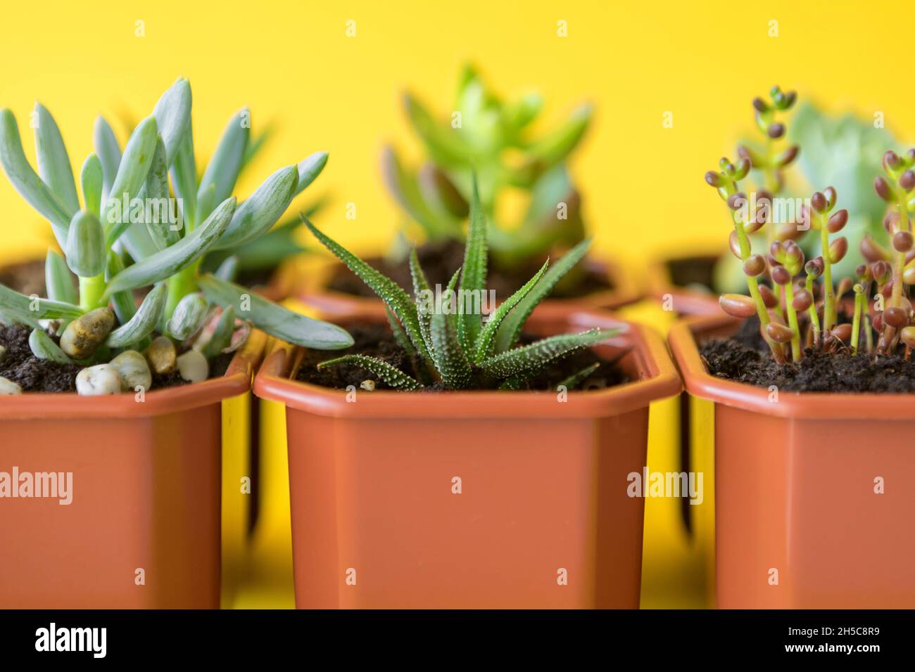 Succulent house plant small sprouts on a yellow background Stock Photo ...