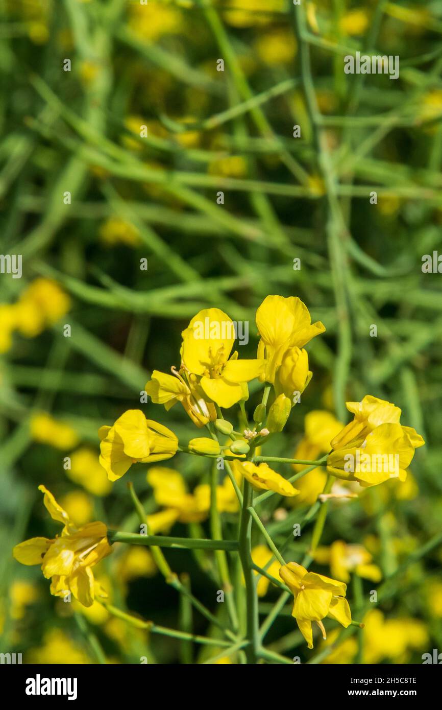 Rapeseed (Canola) fields in bloom in Shaanxi Province, China Stock ...