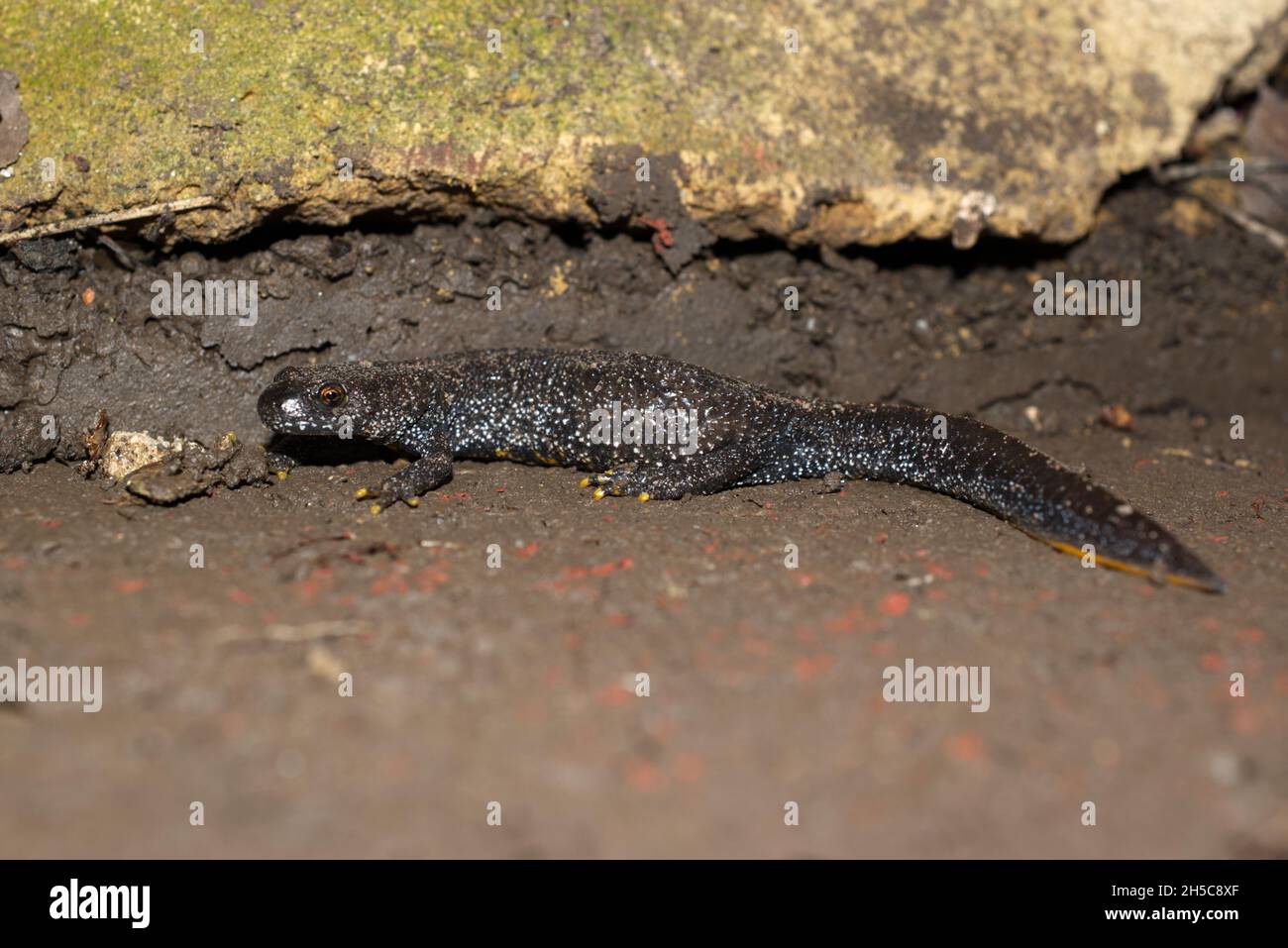 Warty newt hi-res stock photography and images - Alamy