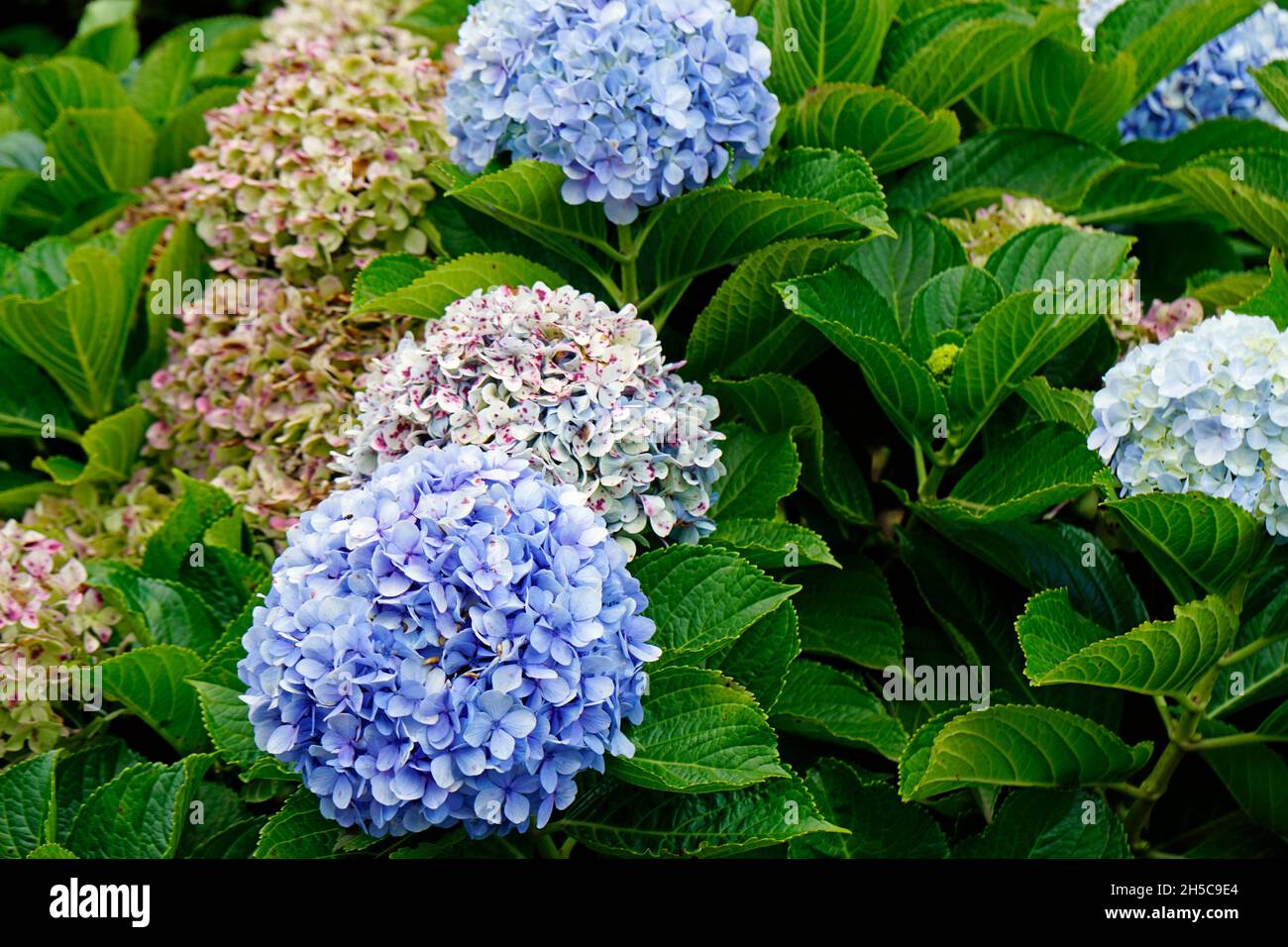 huge colorful hydrangea flowers on the azores islands Stock Photo - Alamy