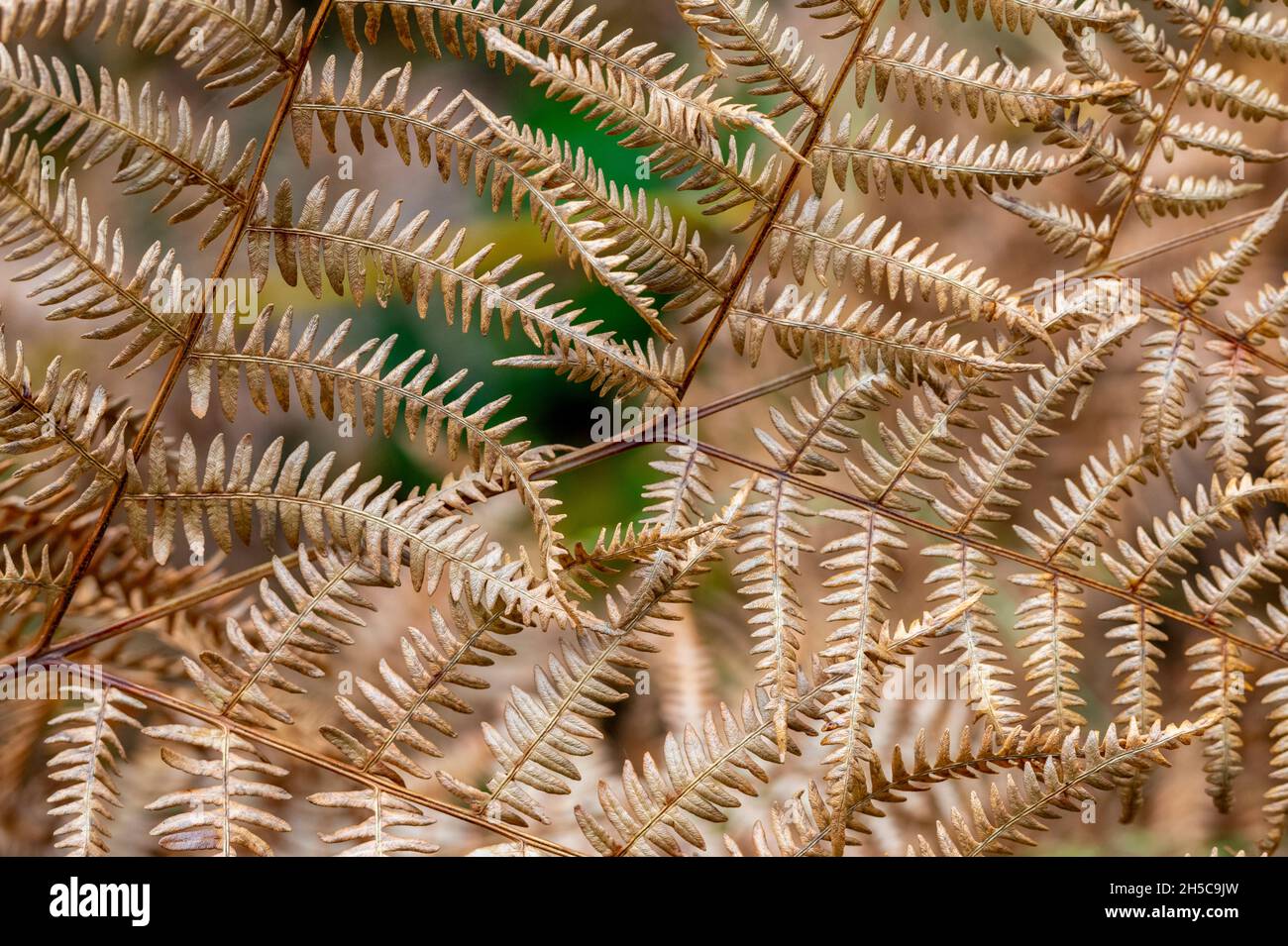 abstract of autumn fern leaves or fronds forming a natural pattern ...