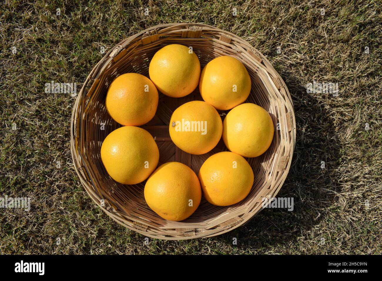 Farm fresh heaps of Citrus fruits Maltas in wicker basket. Organic ...