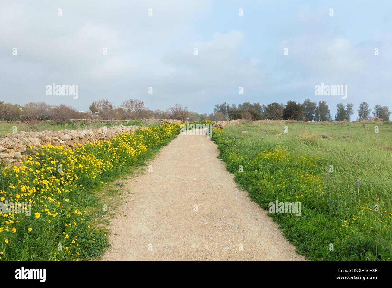 Rural field on early morning. Beautiful rural scene, Fresh green grass ...