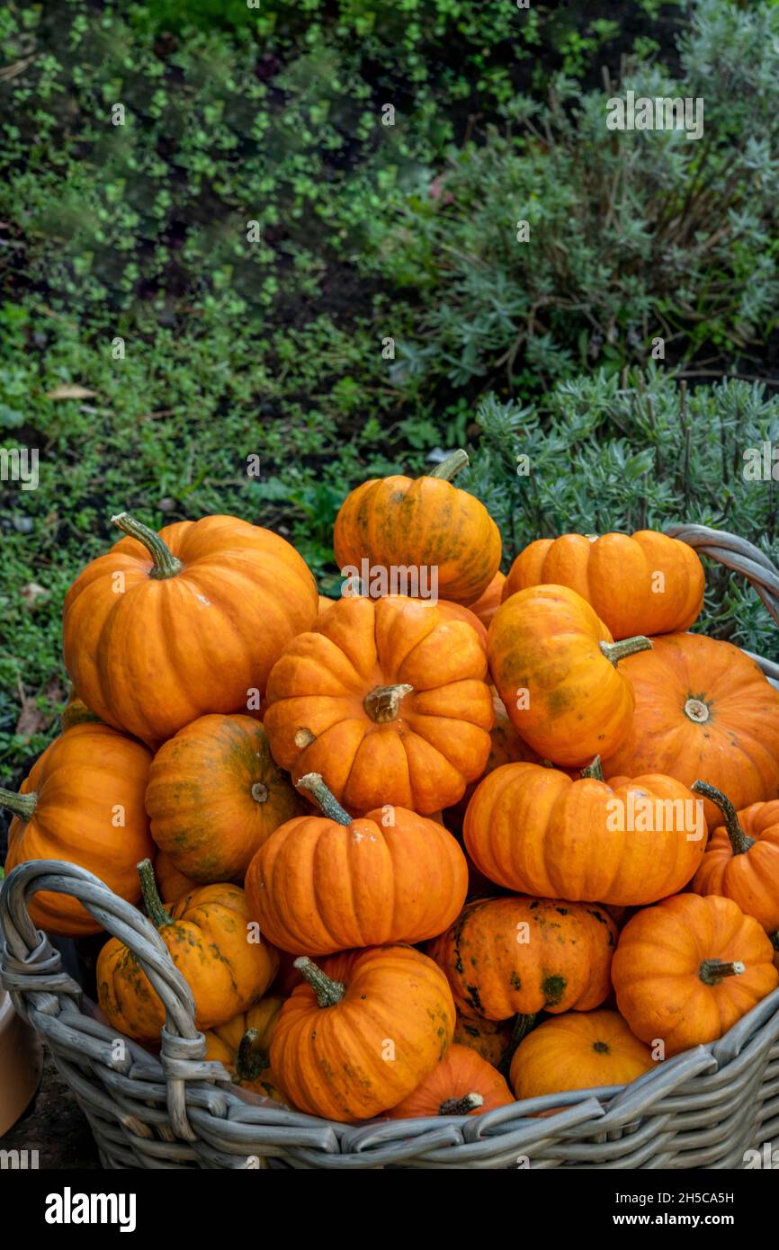 pile of pumpkins ready for the celebrations at halloween night in ...