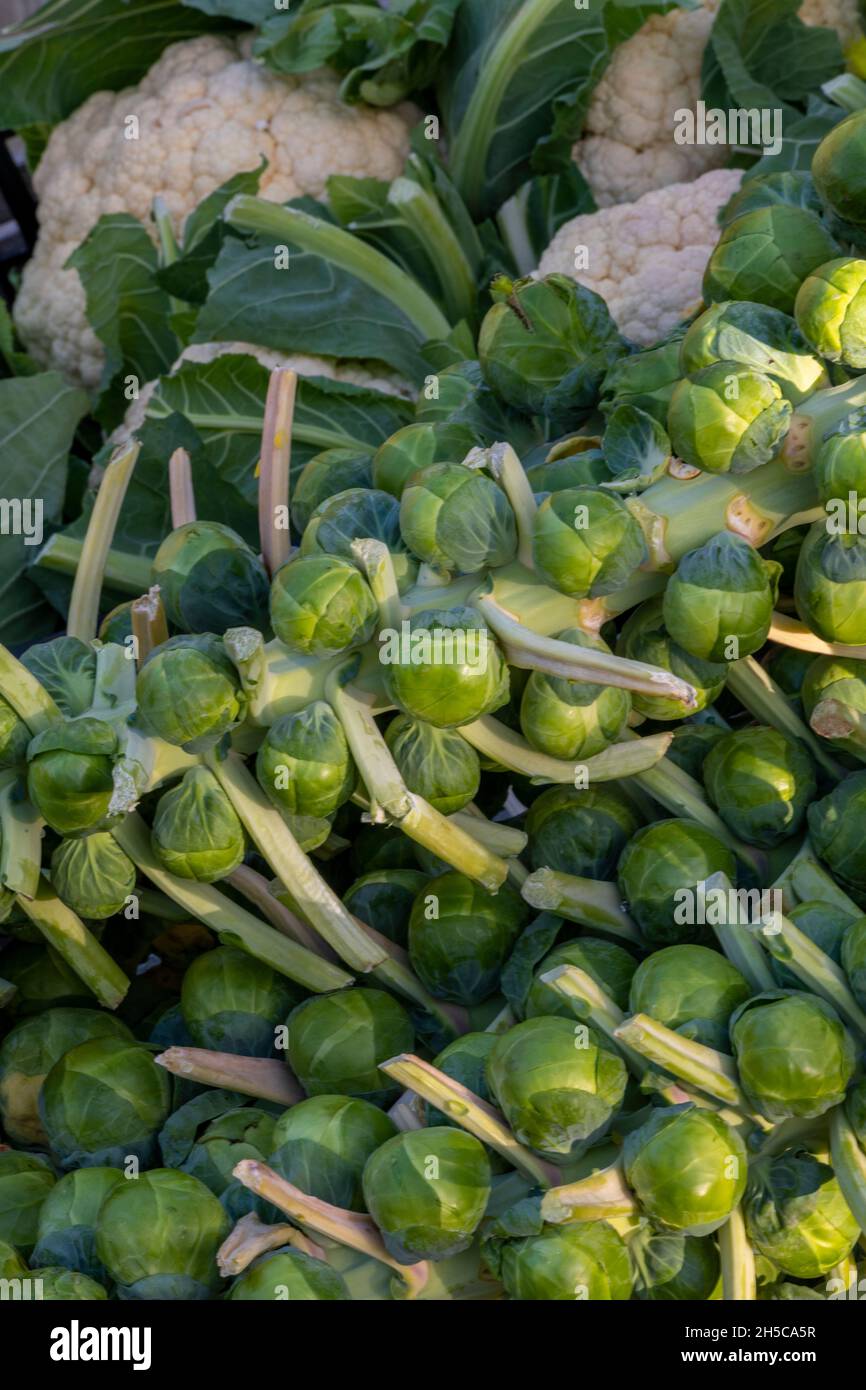 freshly picked brussels sprouts on a stalk and cauliflower, fresh green ...