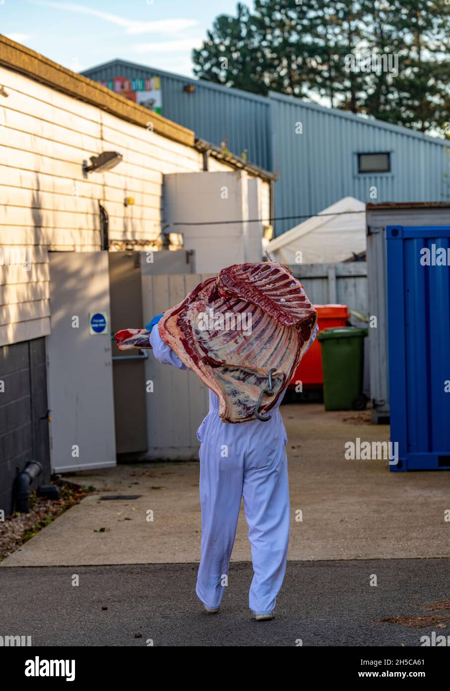 man carrying a side of beef to butchers shop norfolk, butcher carrying ...