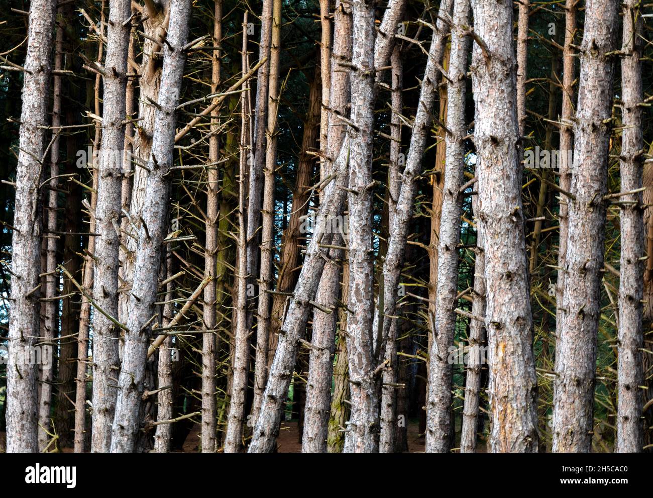 abstract of tree trunks in dense woodland forming linear patterns and ...
