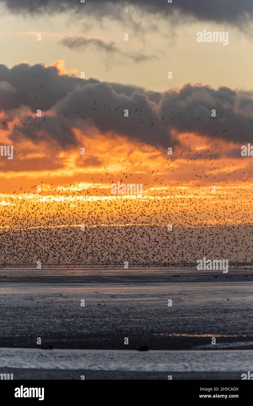 Rspb snettisham in norfolk hi-res stock photography and images - Alamy