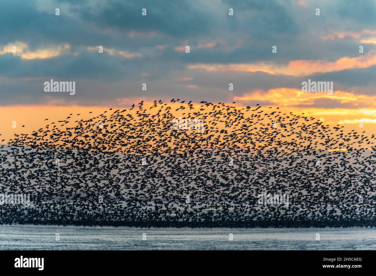 Swarms of birds hi-res stock photography and images - Alamy
