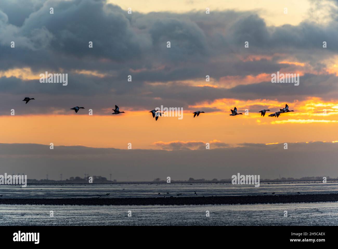 flock of birds flying across the autumn sky at sunset at snettisham on ...