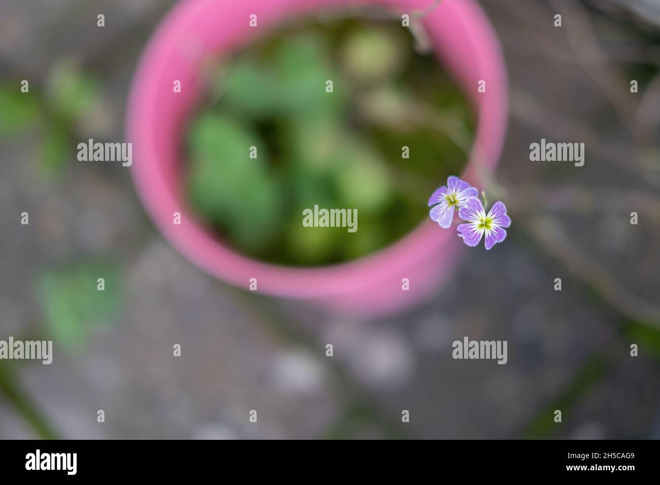 Top view of a growing potted purple flower Stock Photo - Alamy