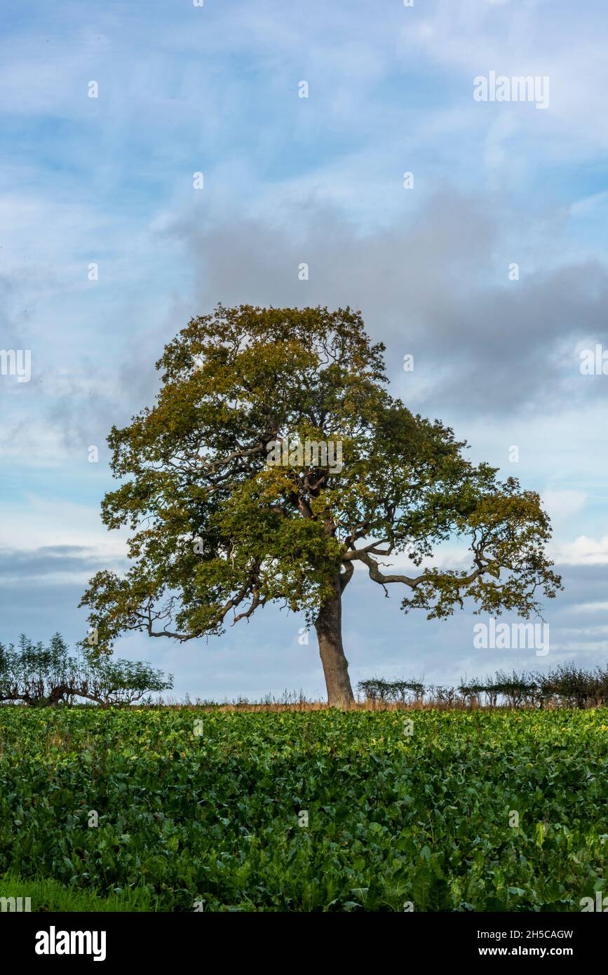 lone tree, solitary tree, tree on the horizon, single, old tree, tree ...