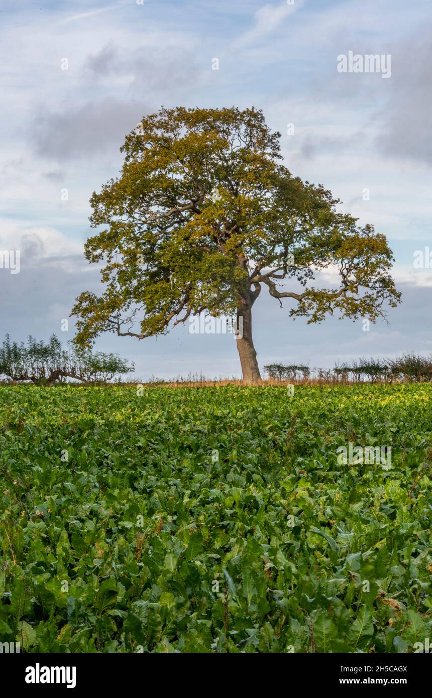 single tree alone on the horizon, large mature beautiful tree and ...