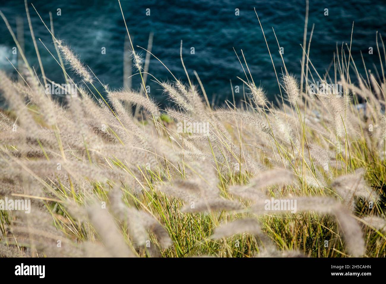 Bunchgrass meadow hi-res stock photography and images - Alamy