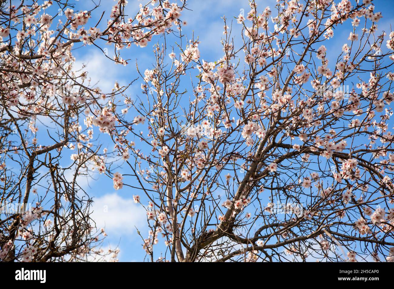 Blooming flowers fruit tree in hi-res stock photography and images - Alamy