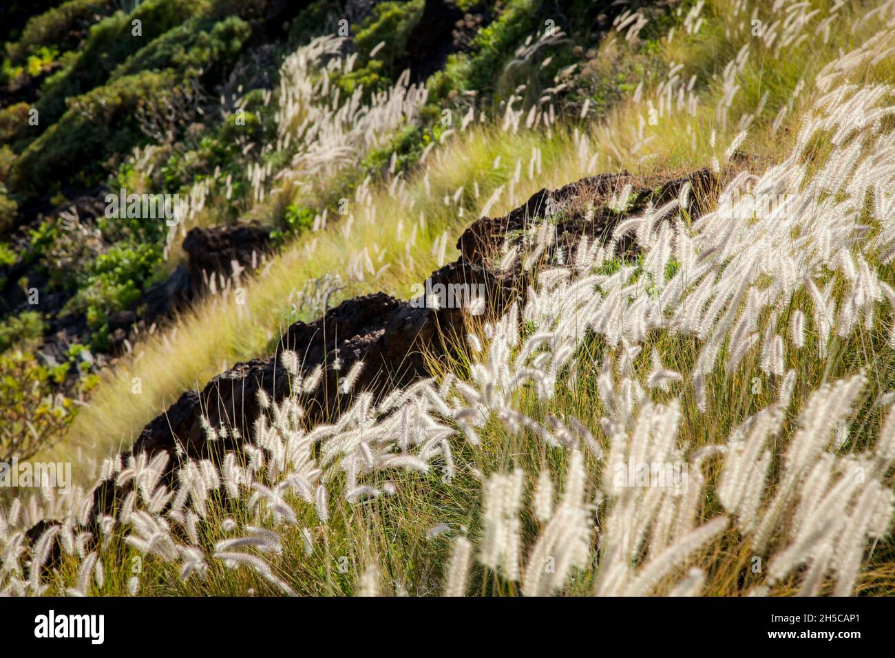 Bunchgrass meadow hi-res stock photography and images - Alamy