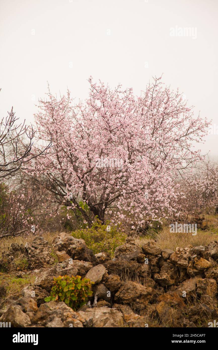 Blooming fruit tree in a field Stock Photo - Alamy