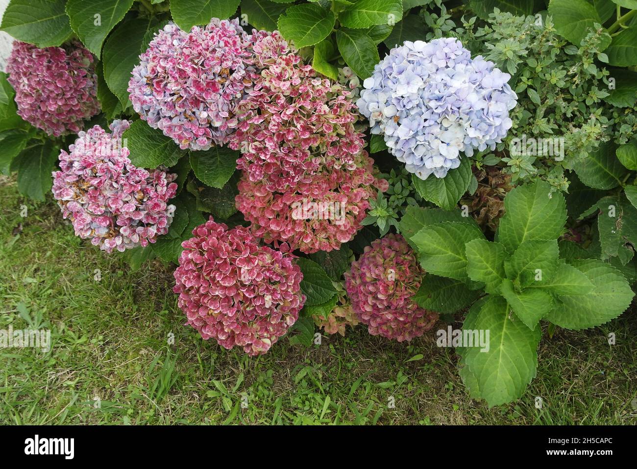 huge colorful hydrangea flowers on the azores islands Stock Photo - Alamy