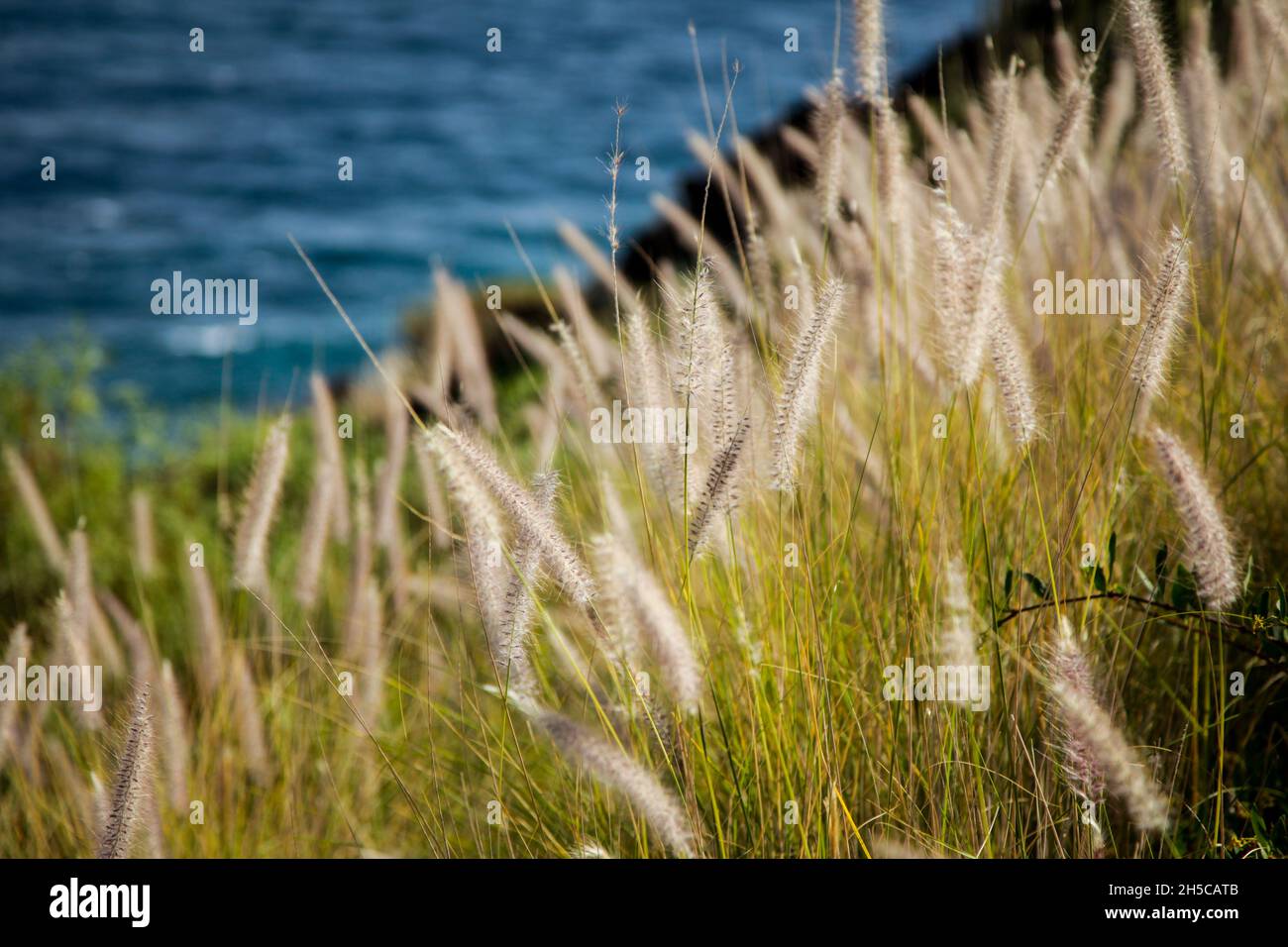Bunchgrass meadow hi-res stock photography and images - Alamy
