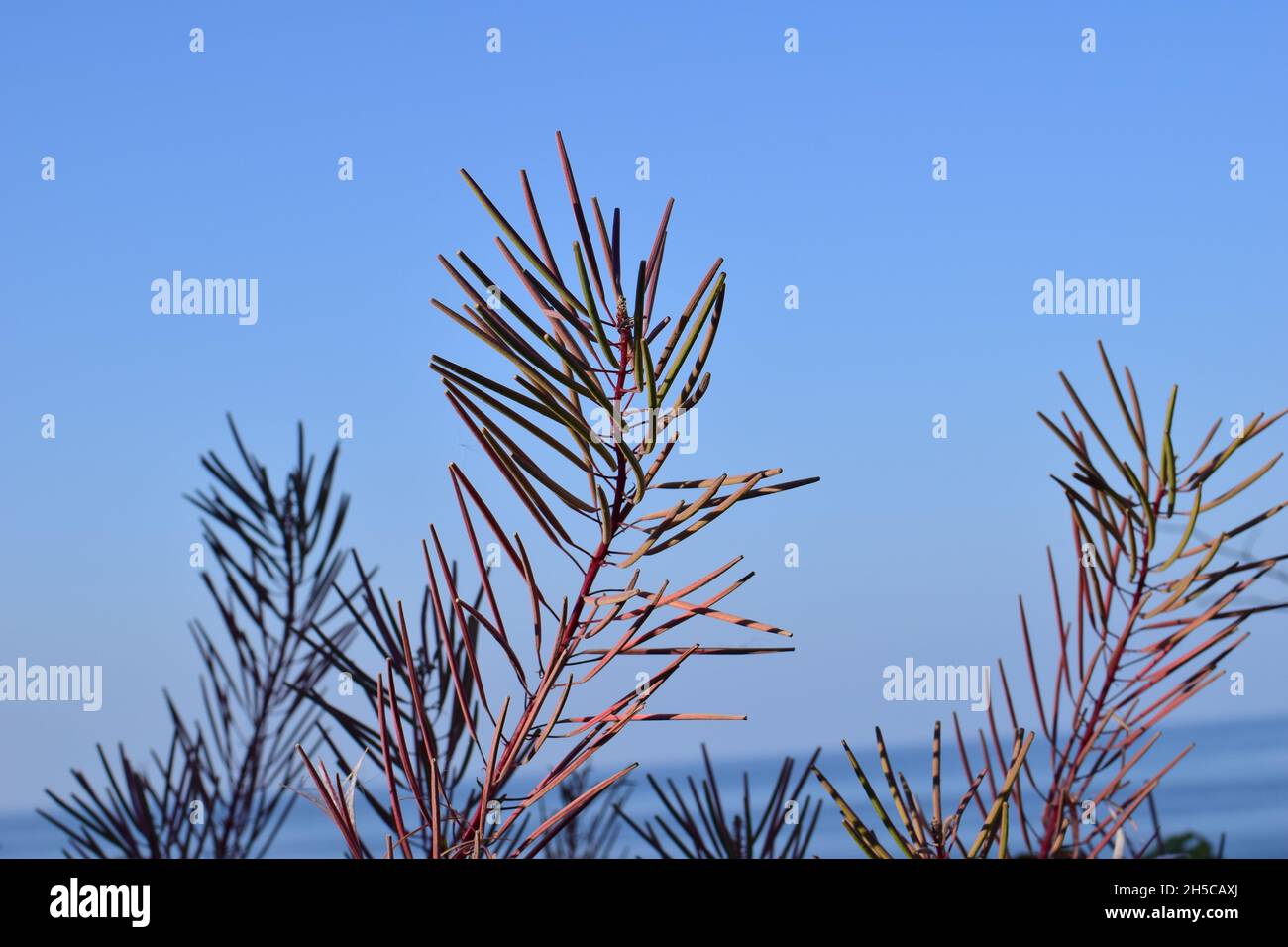 Closeup shot of a top of fir tree leaves with beautiful blue sky ...