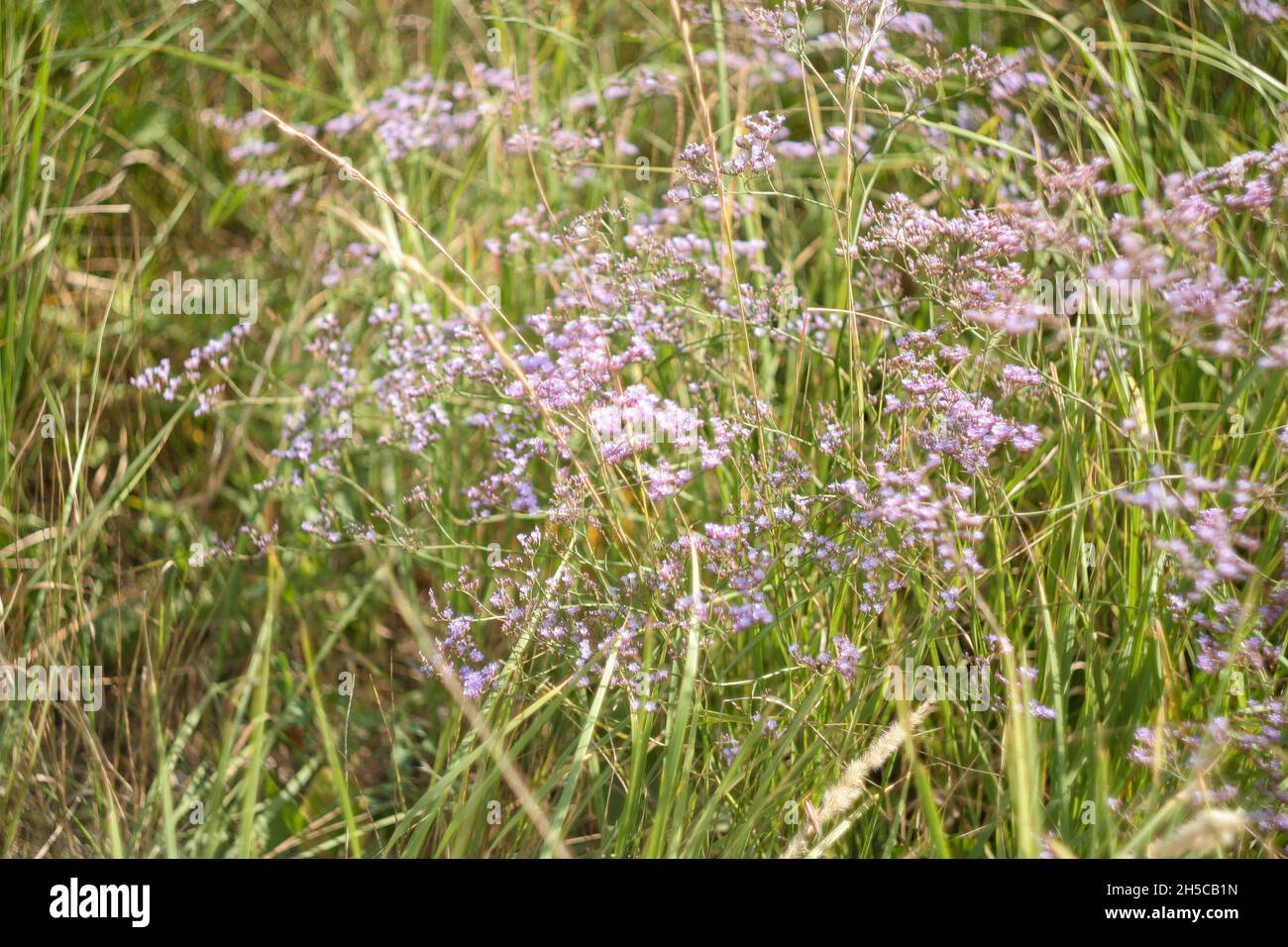 Wet meadowland hi-res stock photography and images - Alamy