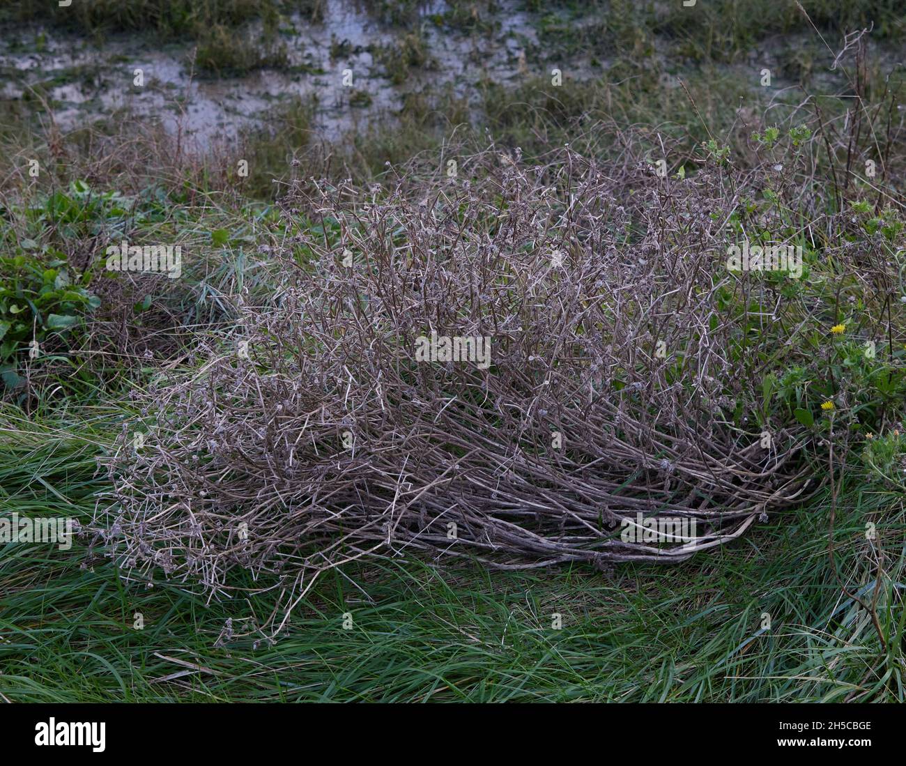 A tangle of dried weeds seen in autumn Stock Photo - Alamy