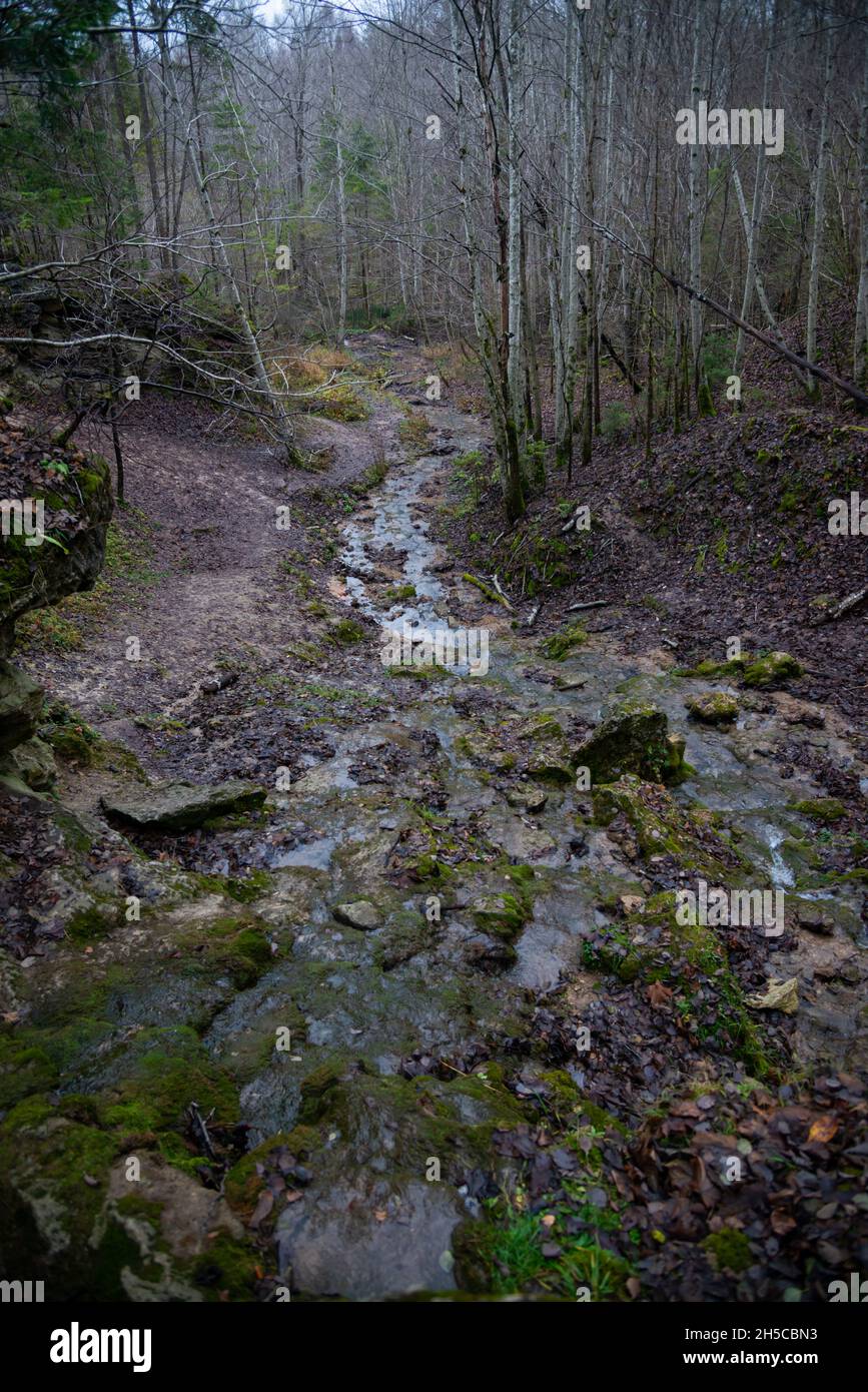 sandy rock along which flows a clear forest spring water forming a ...