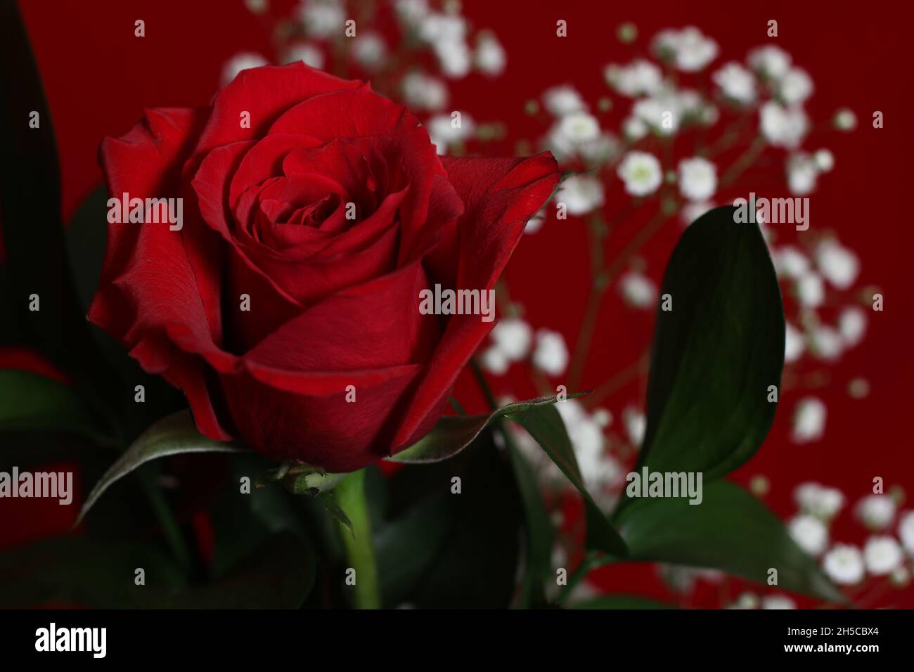 Red Rose on Red Velvet Background Stock Photo - Alamy