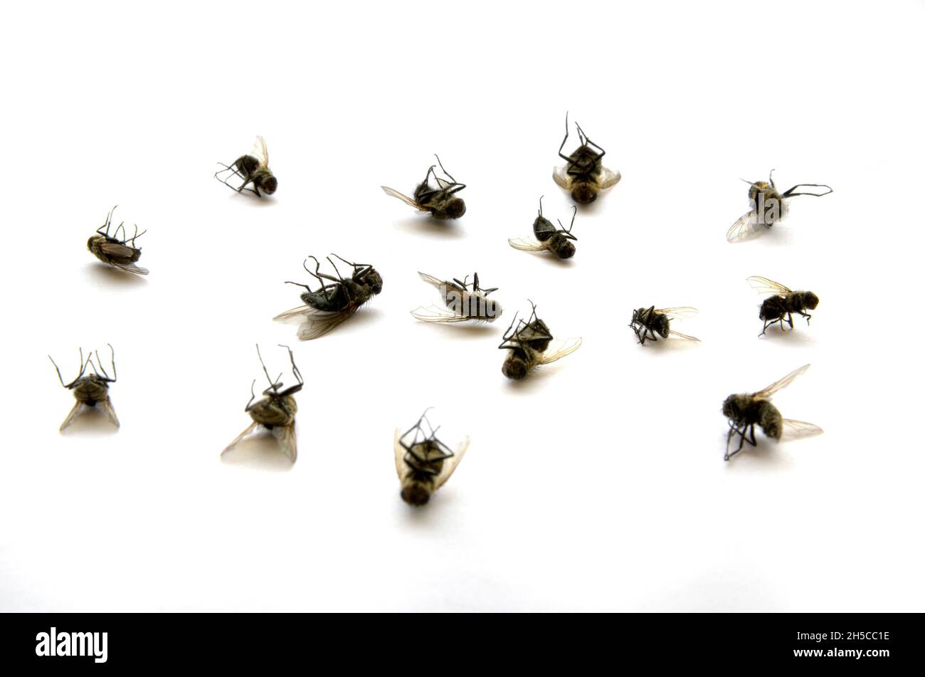 Many several dead flies on white paper with legs in the air for ...