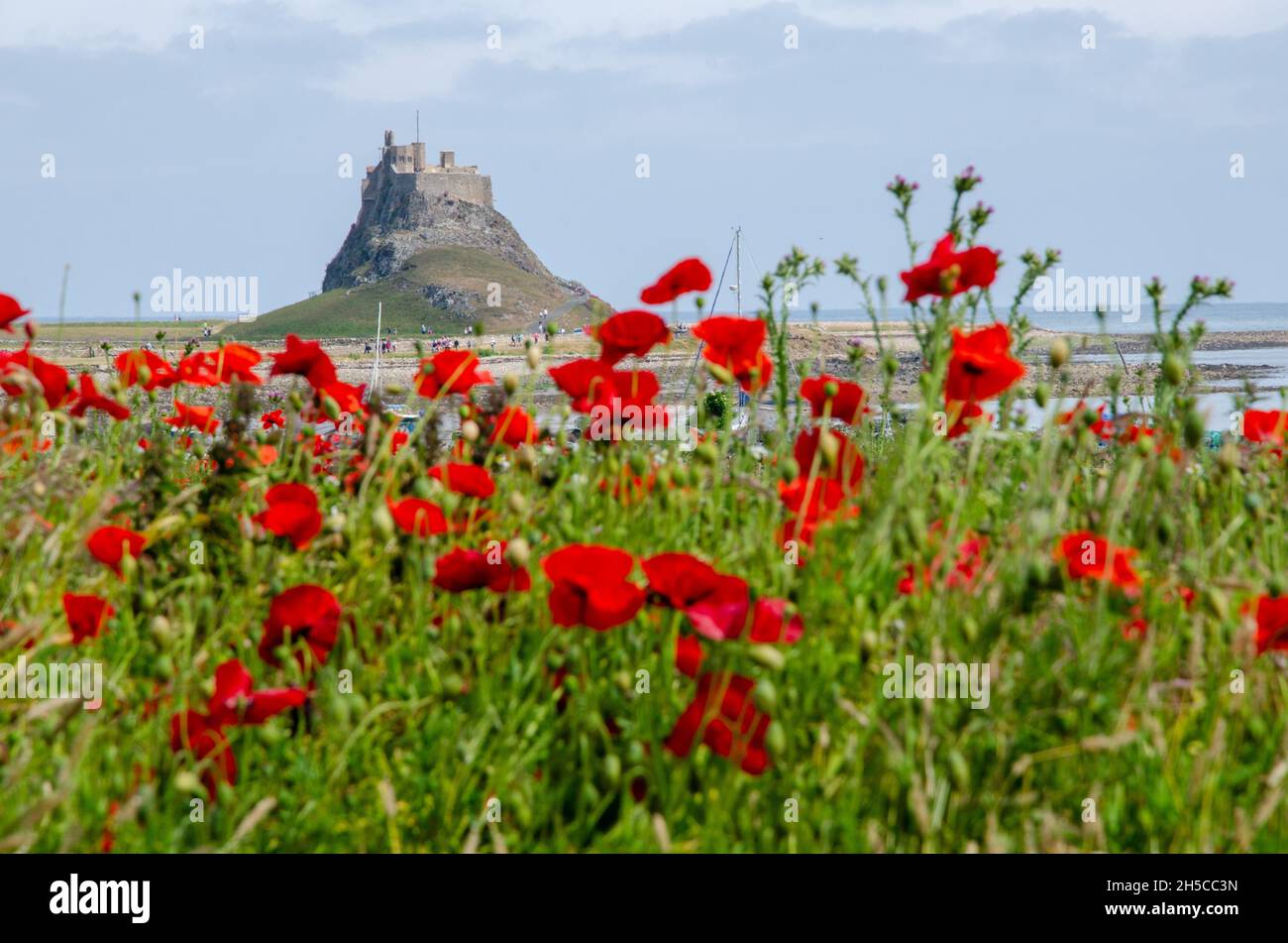 Wild red poppies in foreground of Lindisfarne Castle on Holy Island ...