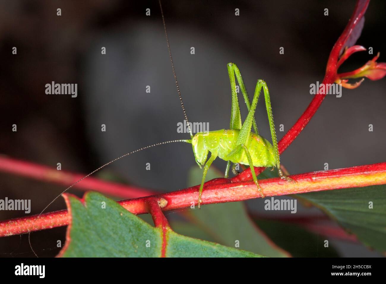 Common Garden Katydid, small mymph, Caedicia simplex. Coffs Harbour ...