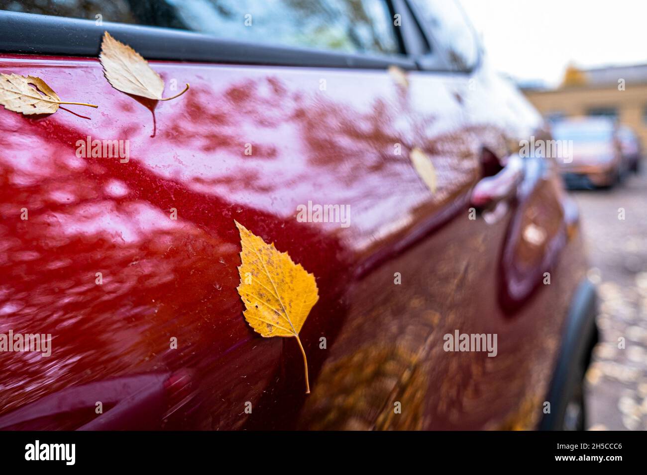 Car windshield covered with yellow autumn leaves. Autumn season in a ...