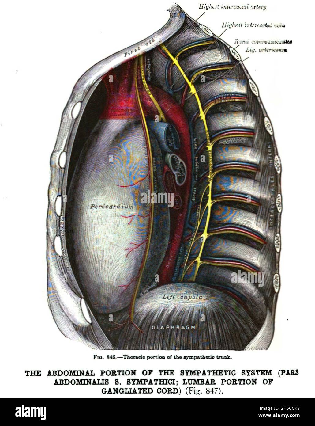 Vertical scan of a 19th-century vintage anatomy textbook Stock Photo ...