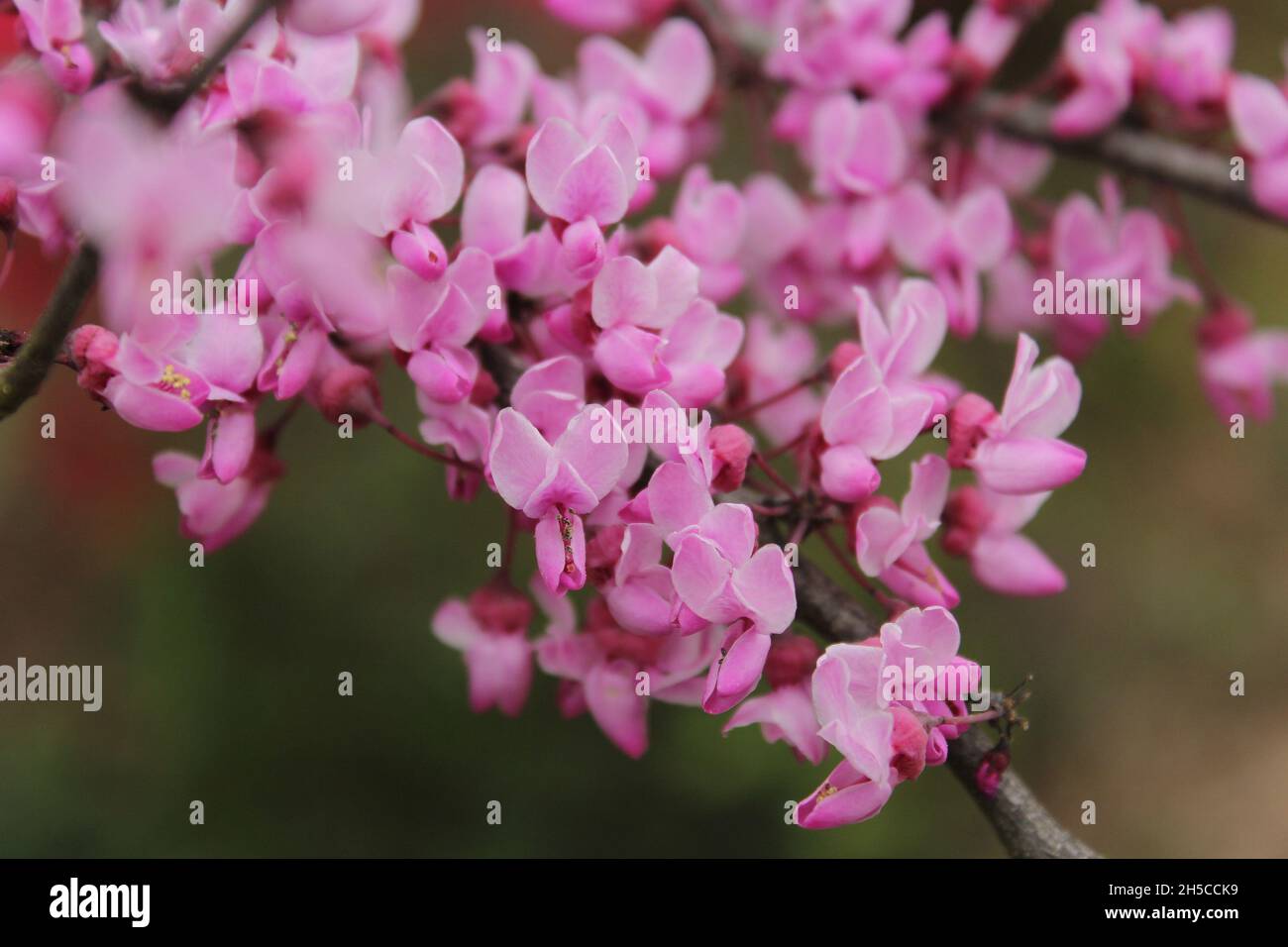 Texas Redbud Tree Cercis canadensis Shallow DOF Stock Photo - Alamy