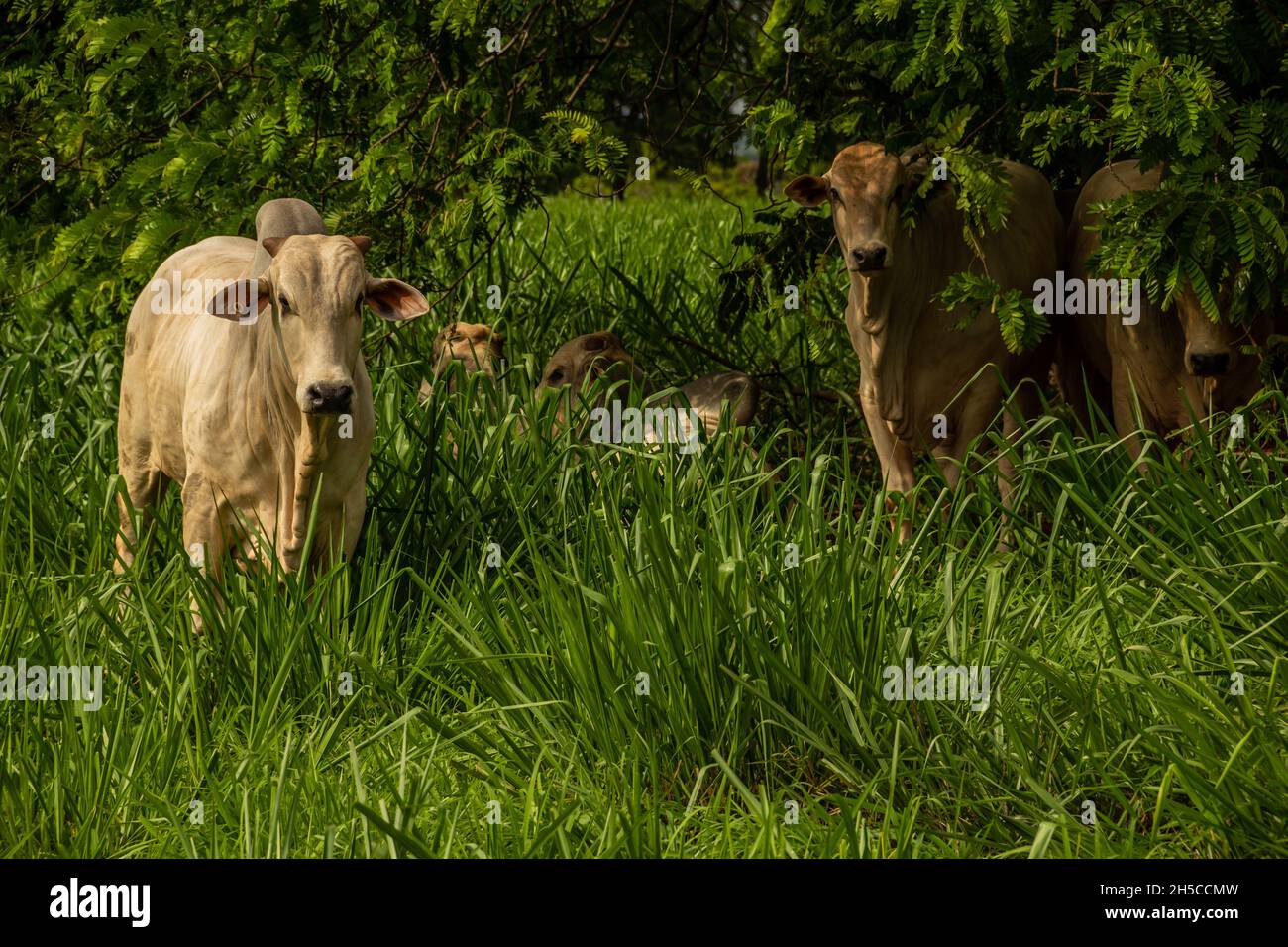 Cattle under large trees hi-res stock photography and images - Alamy